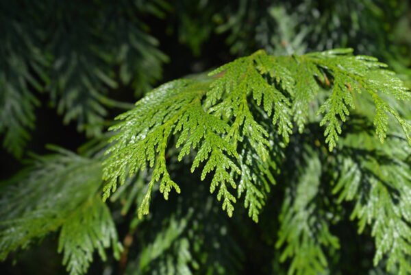 9 Best Plants To Block Noise (Bushes, Hedges, Shrubs, Trees)