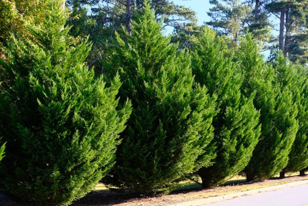 9 Best Plants To Block Noise (Bushes, Hedges, Shrubs, Trees)