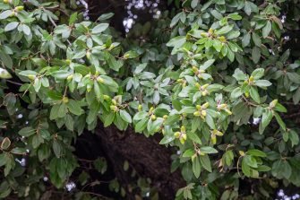 5 Best Trees To Block Road Noise